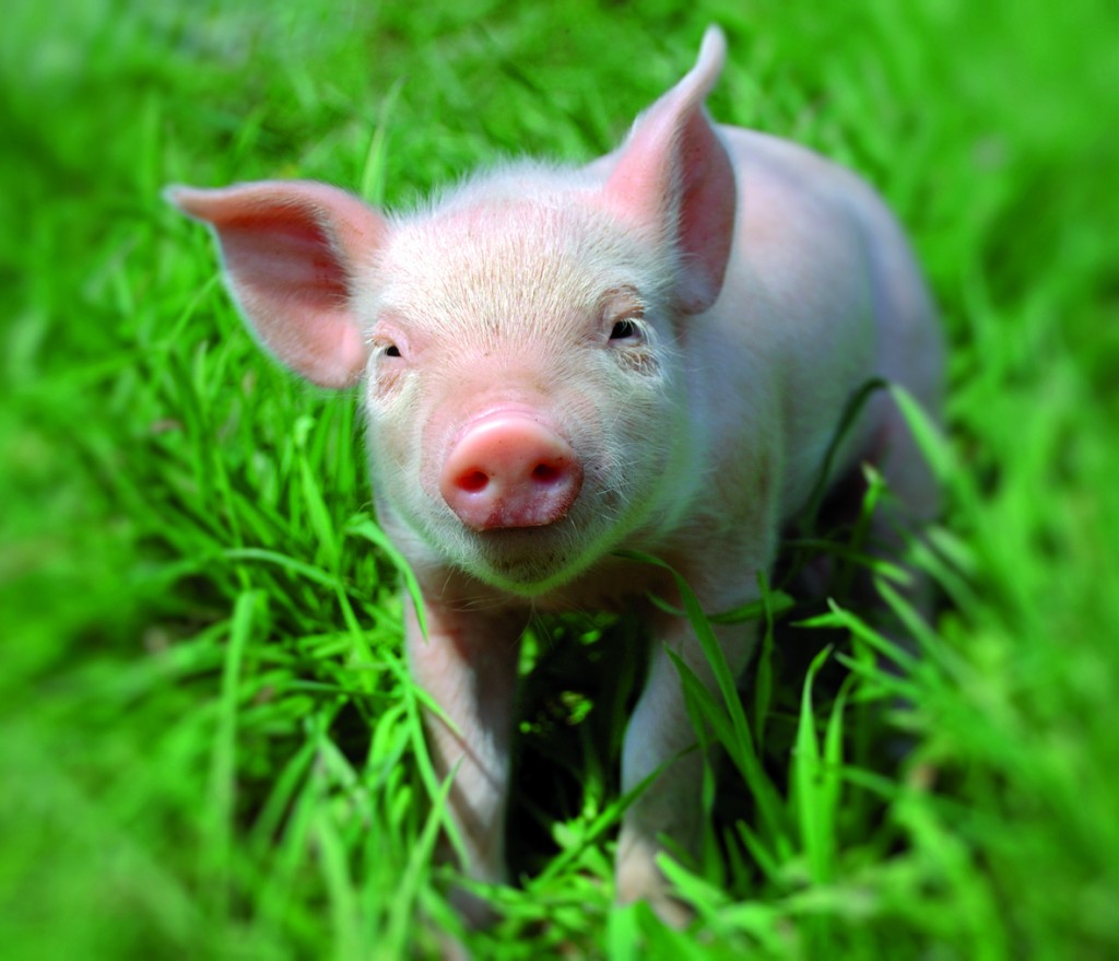 pujsek - Veterinarska bolnica Slovenska Bistrica